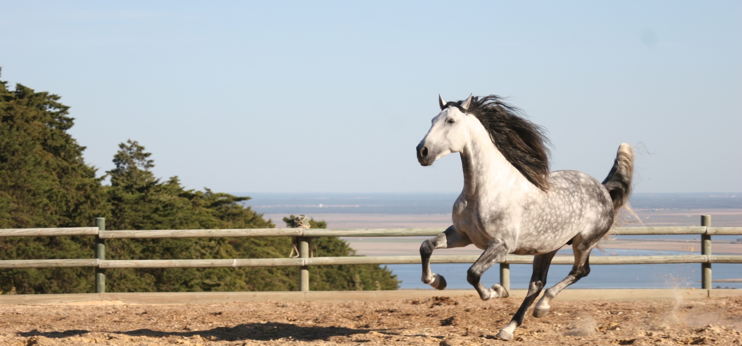 Discover the Lusitano Horse - Portugal Premium Tours
