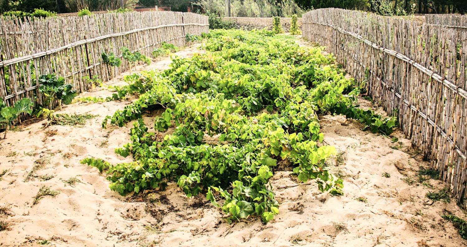 The salty wines of Colares | Portugal Premium Tours