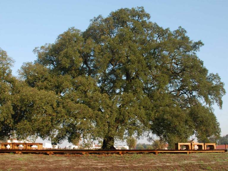 The world's oldest and largest cork tree | Portugal Premium Tours The world's oldest and largest cork tree | Portugal Premium Tours