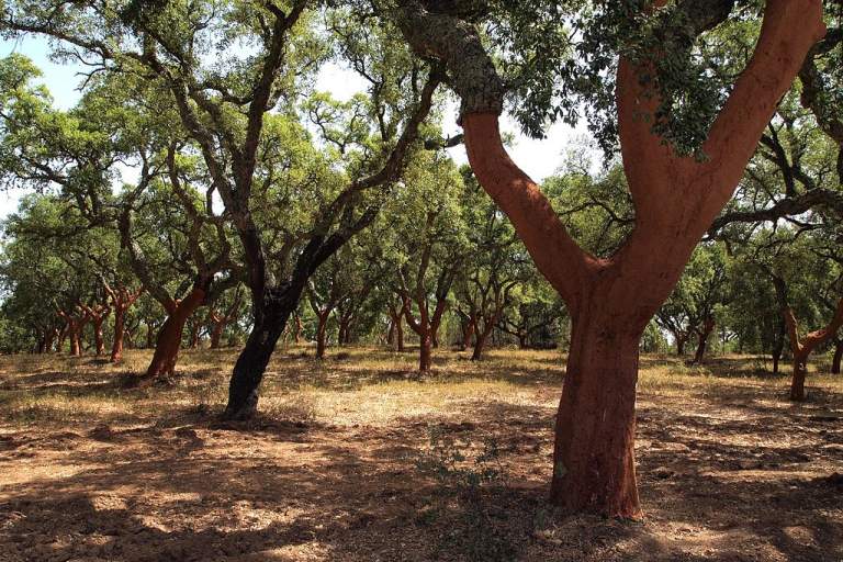 EL mayor y más grande alcornoque del mundo | Portugal Premium Tours
