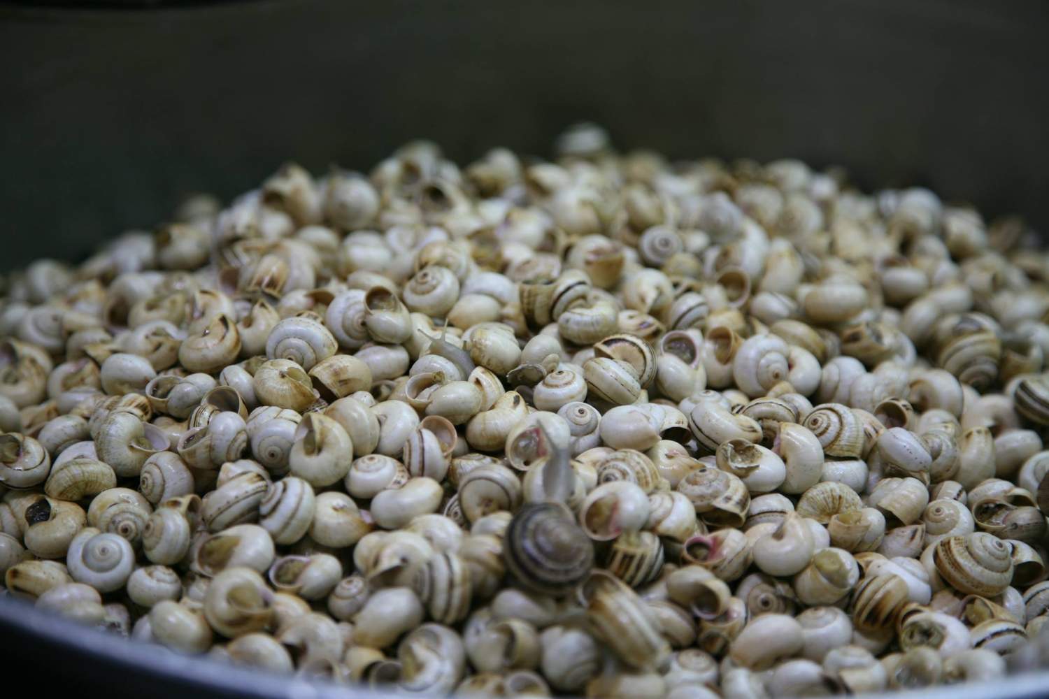 Há caracóis! - Portugal Premium Tours